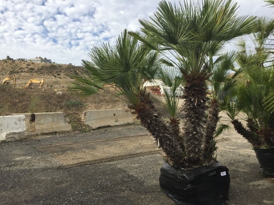 Mediterranean Palm Trees In Planter Box. | Heavy Construction Equipment ...