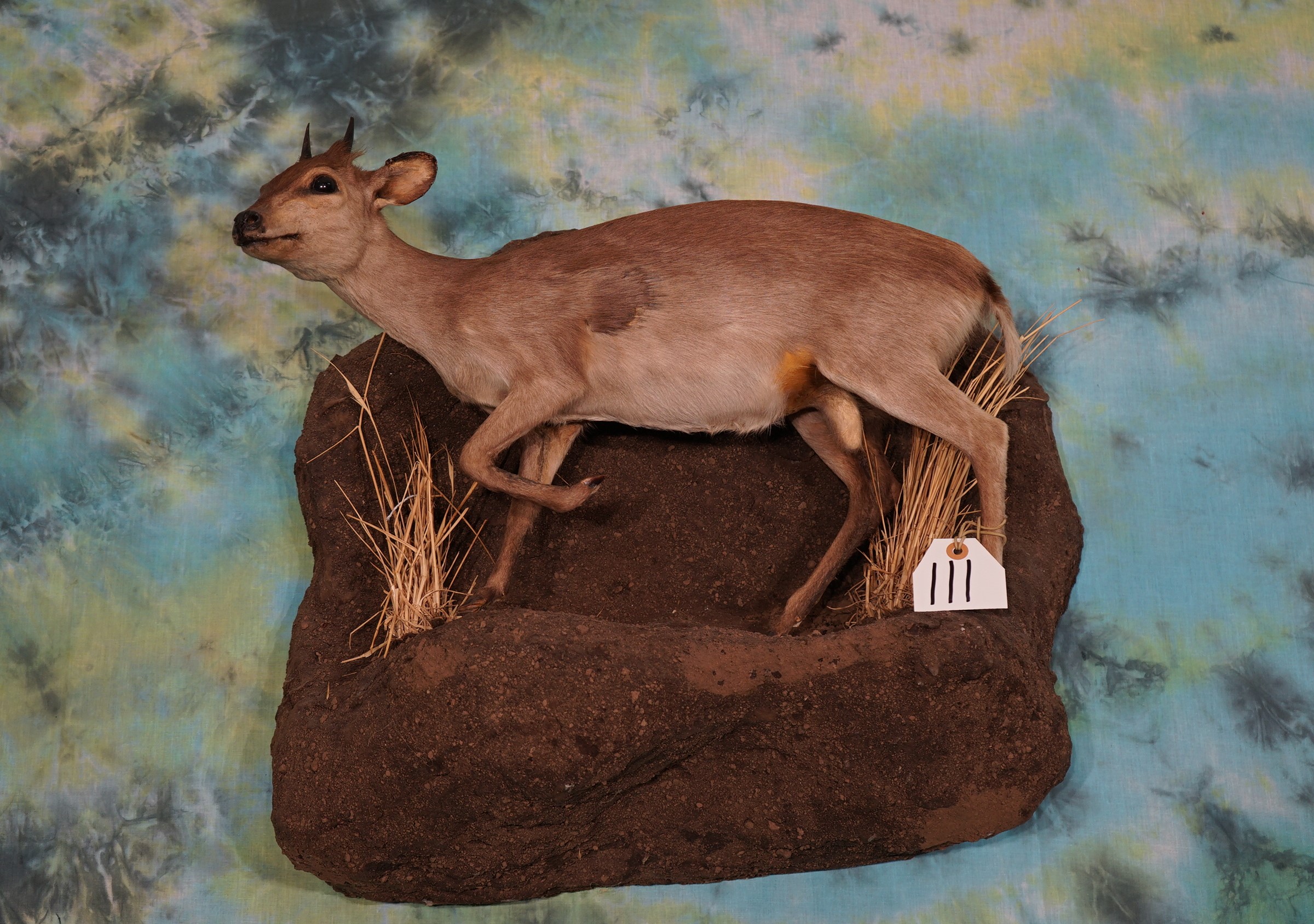 African Blue Duiker Pygmy Antelope Full Body | Proxibid