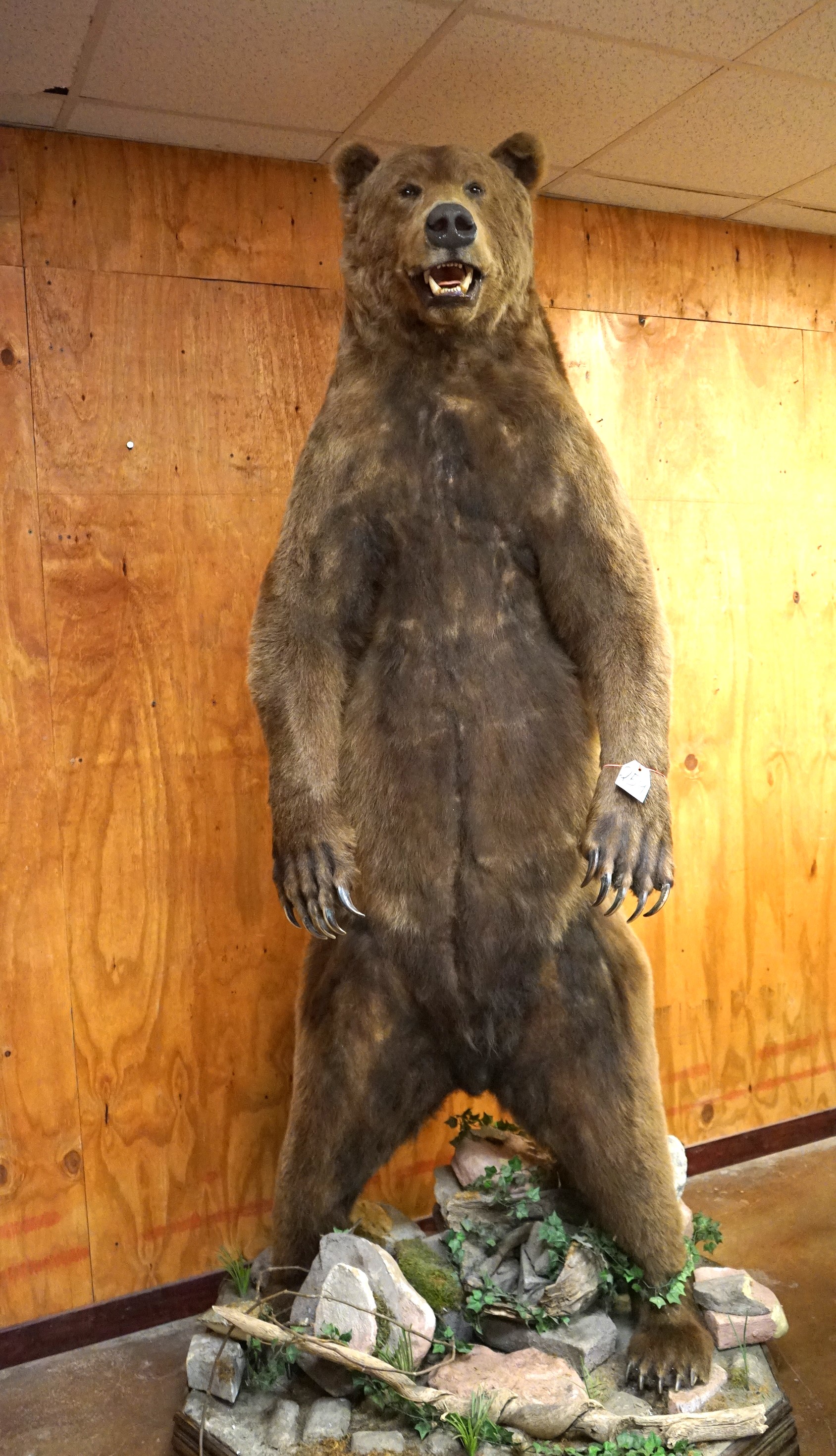 Full Body Bear Mounts North American Life Size – Bakker Taxidermy