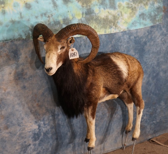 European Mouflon Sheep Full Body Ram Taxidermy Mount | Art, Antiques ...