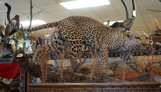 Gorgeous African Leopard Full Body Taxidermy Mount Fixed on High ...
