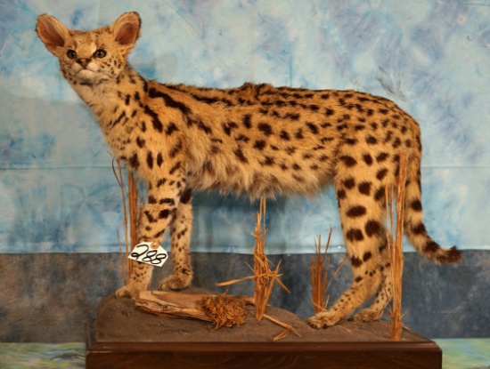 Beautiful African Desert Serval Cat Full Body Taxidermy Mount in ...
