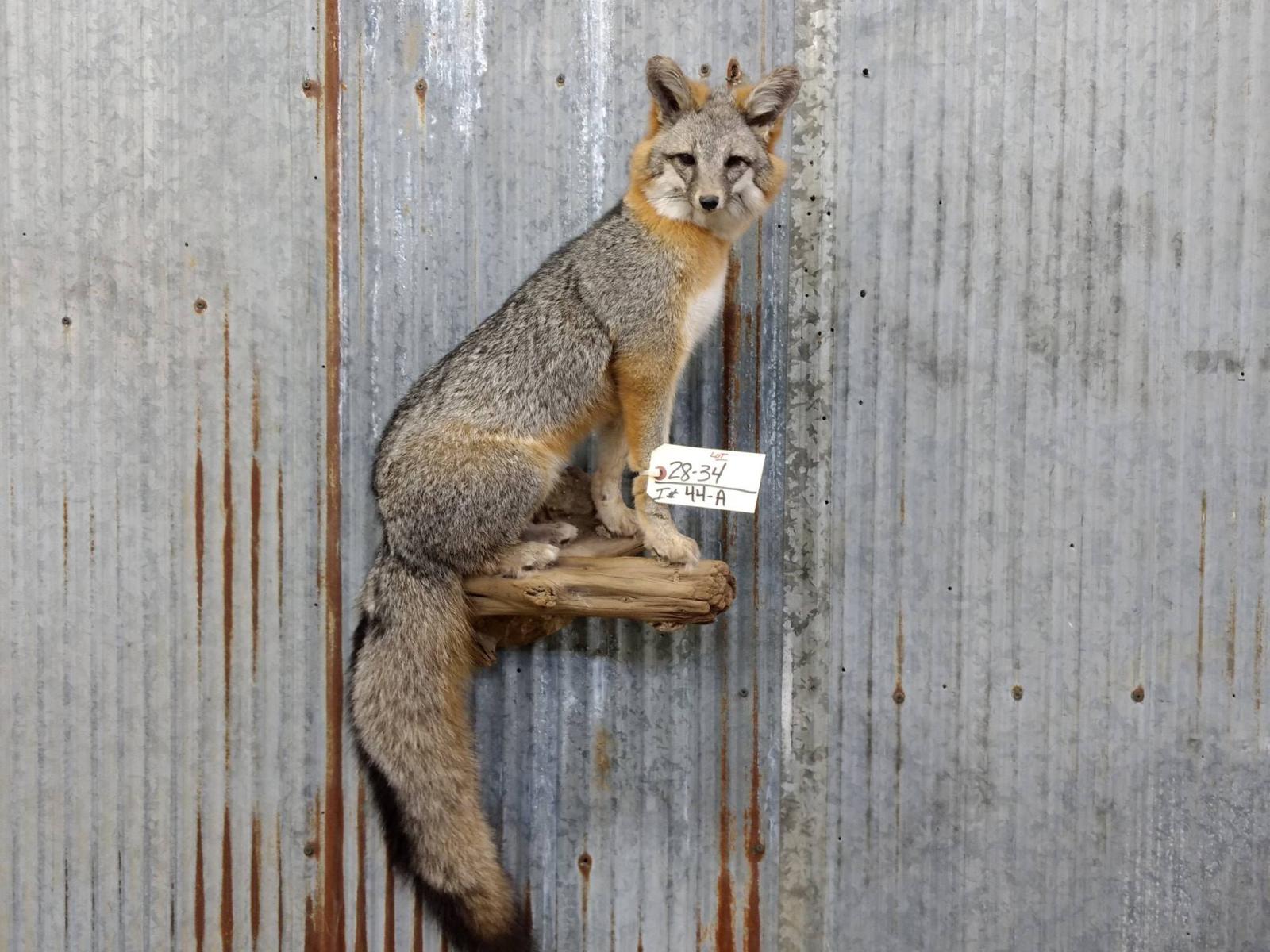Grey Fox Wall Mount
