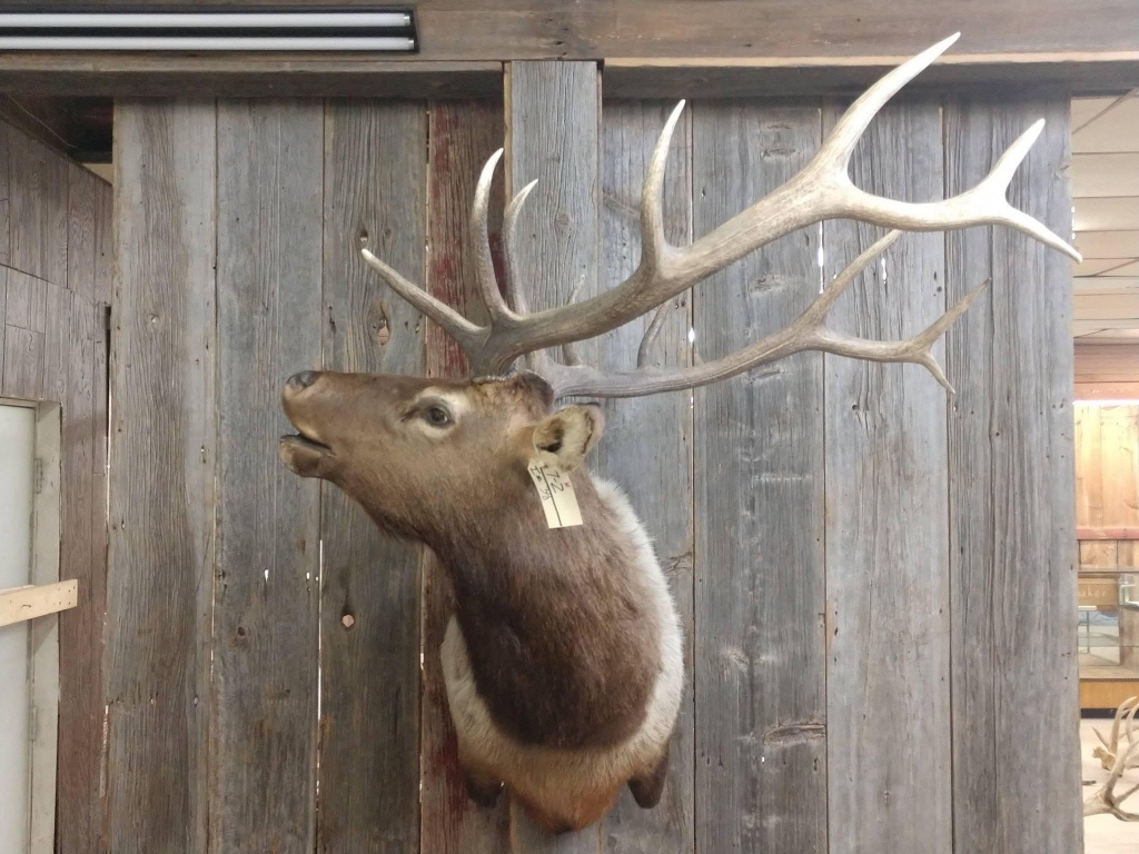Roosevelt Elk Shoulder Mount Options