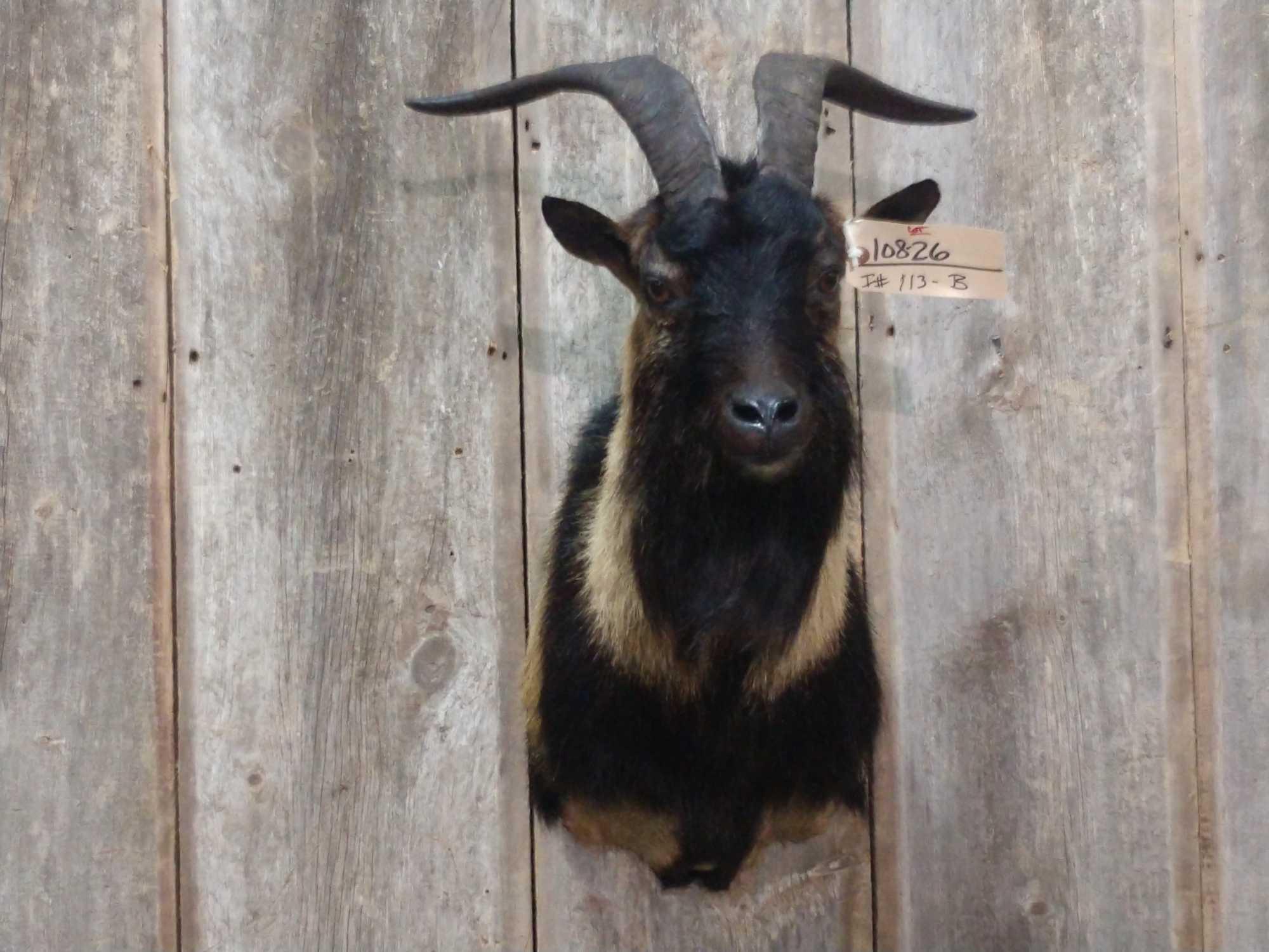 Spanish Goat Taxidermy