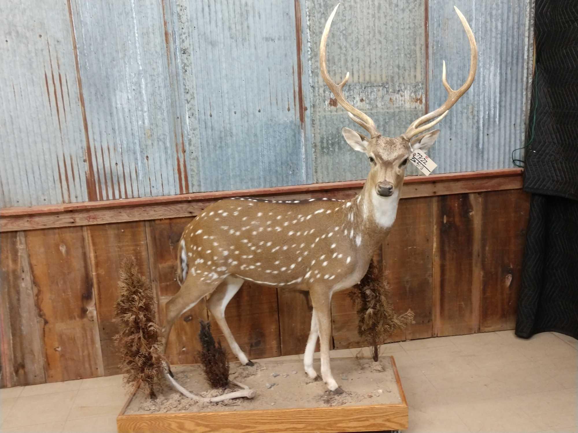 Axis Deer Mount