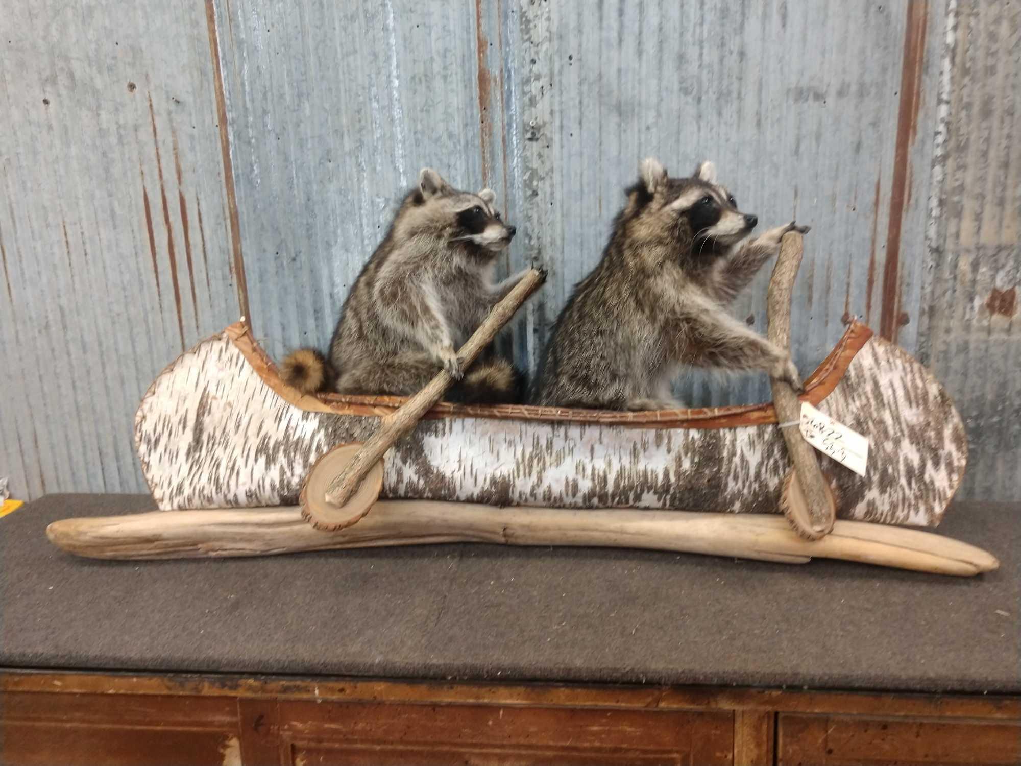 2 Raccoons In A Birch Bark Canoe Taxidermy Mount | Proxibid