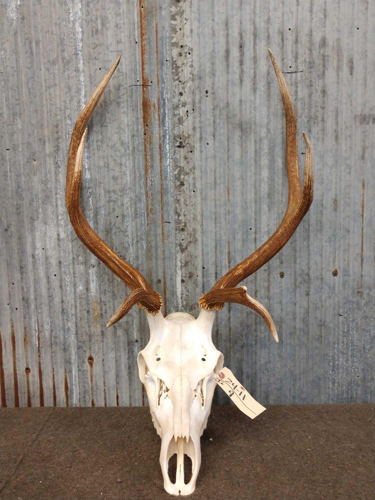Elk Skull And Antlers