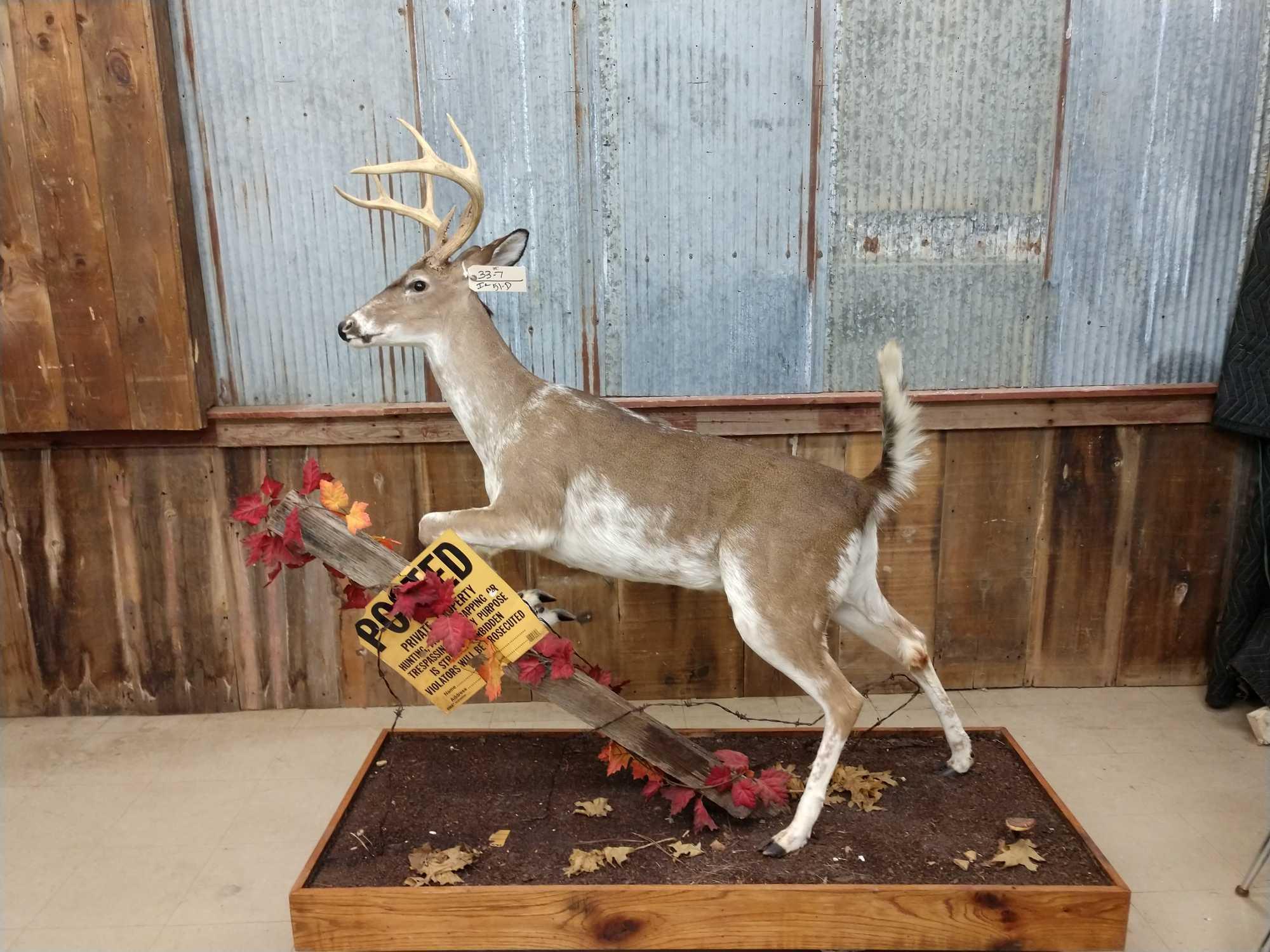 Full Body Whitetail Deer Drawings