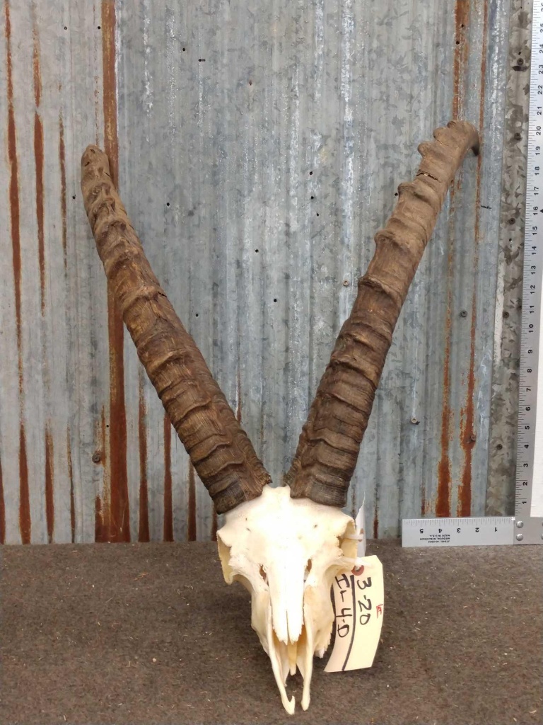 Alpine Ibex Skull