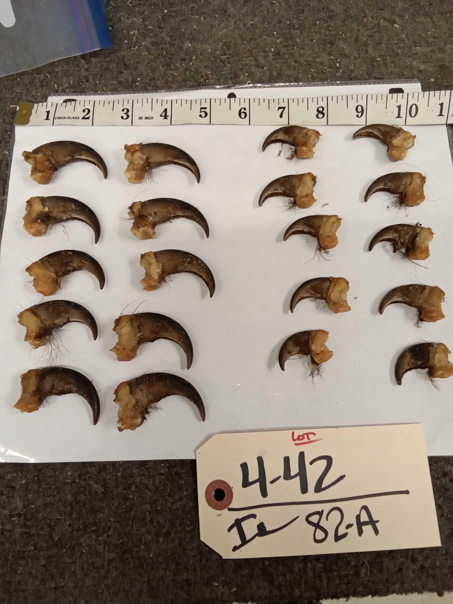 Set of 10 Genuine Black Bear Claws Taxidermy | Proxibid