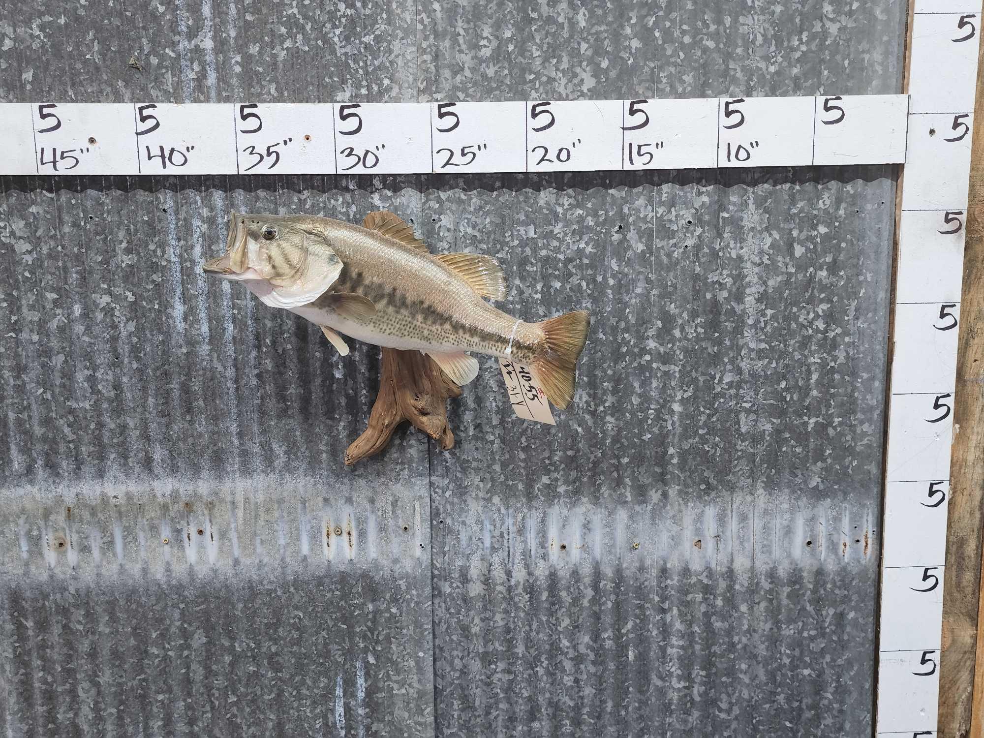 5 lb Largemouth Bass Real Skin Fish Taxidermy | Proxibid