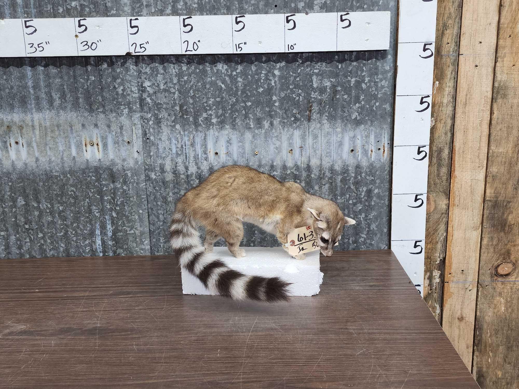 Ringtail Cat Full Body Taxidermy Mount | Proxibid