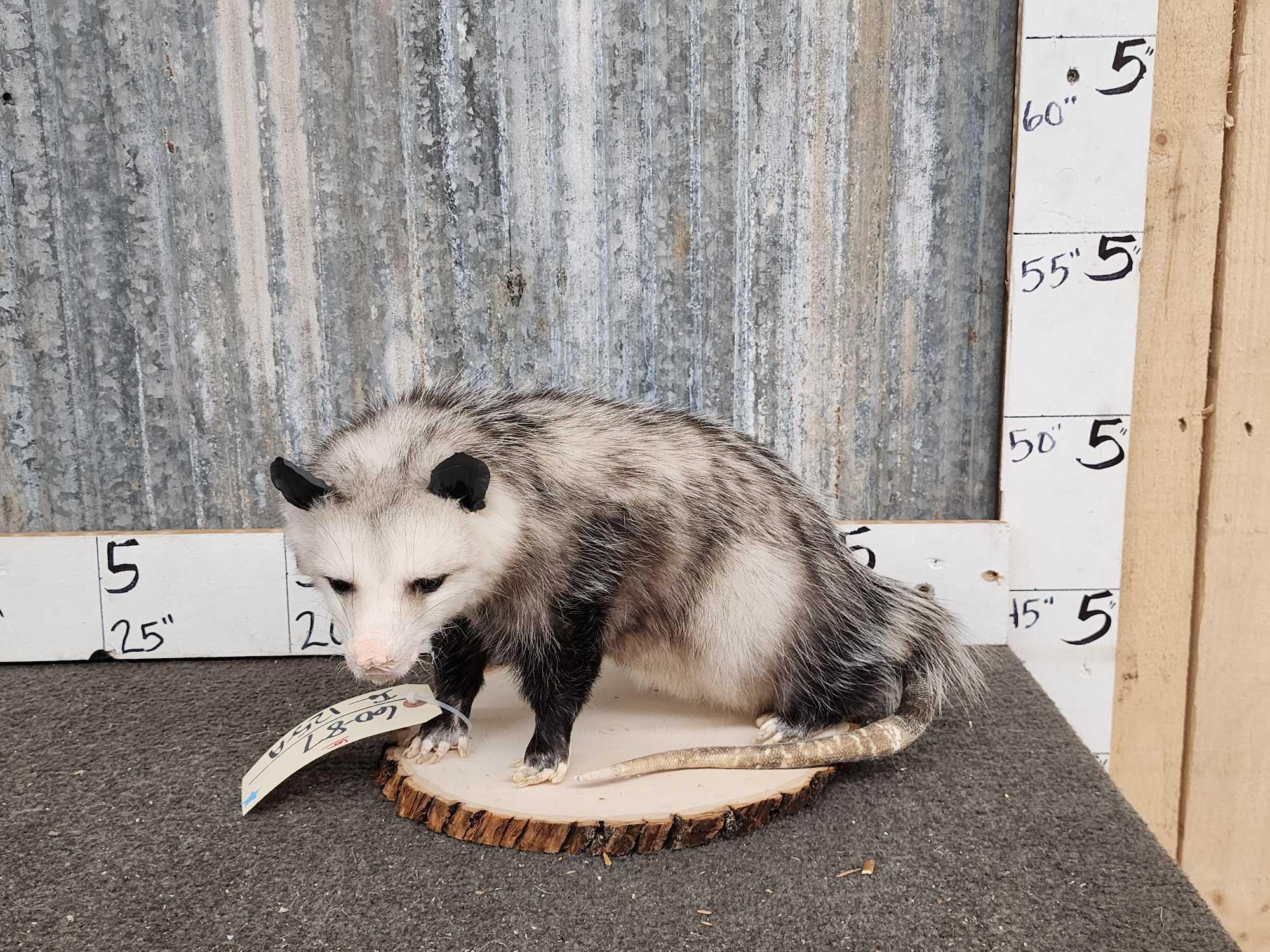 Opossum Full Body Taxidermy Mount | Proxibid
