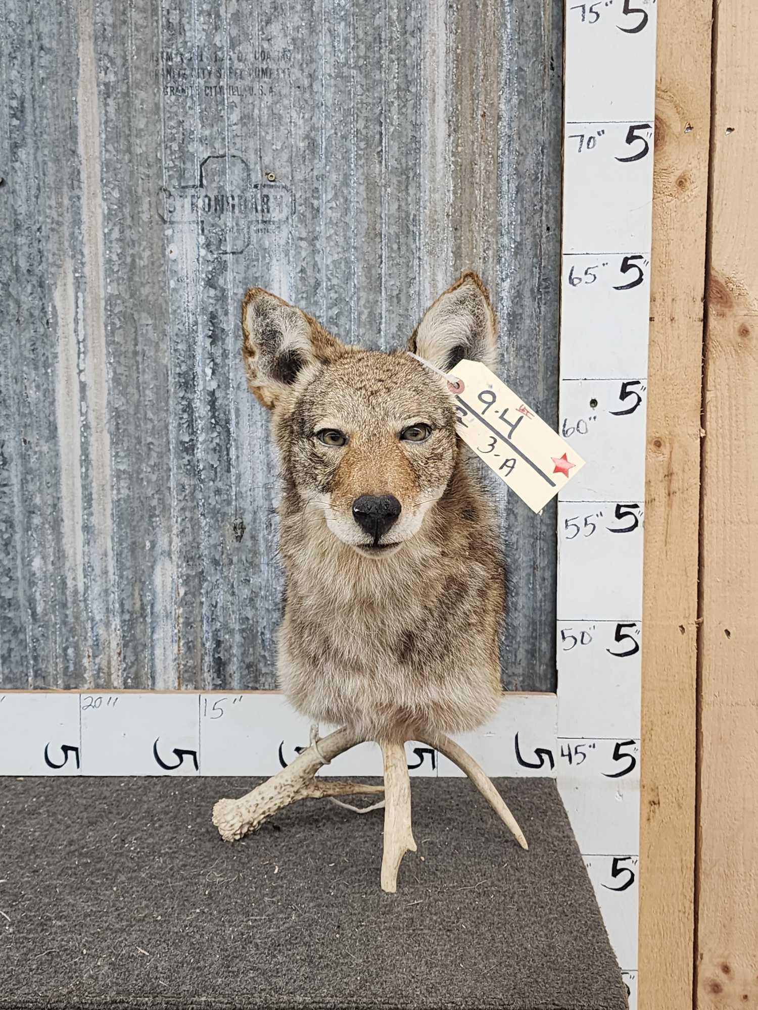 Coyote Shoulder Mount Pedestal