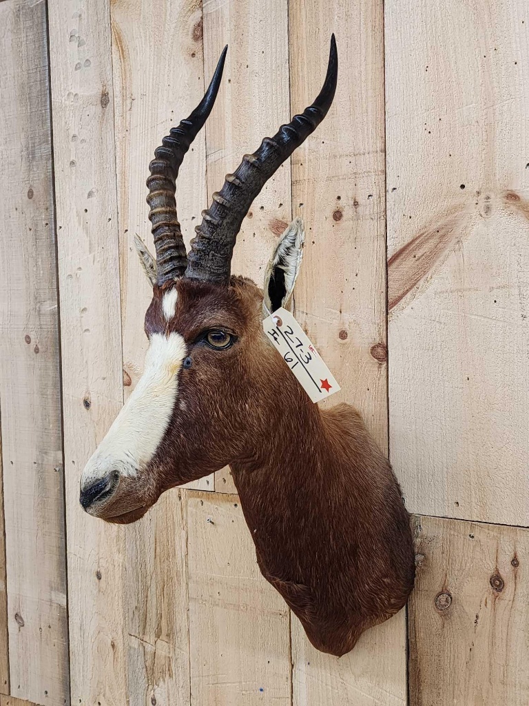 Blesbok Mount