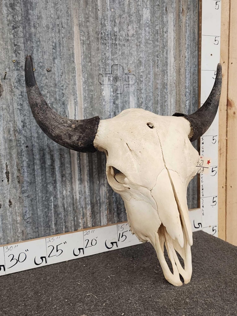 American Bison Skull