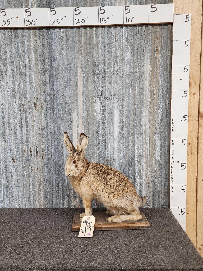 Full Body Mounted Jackalope