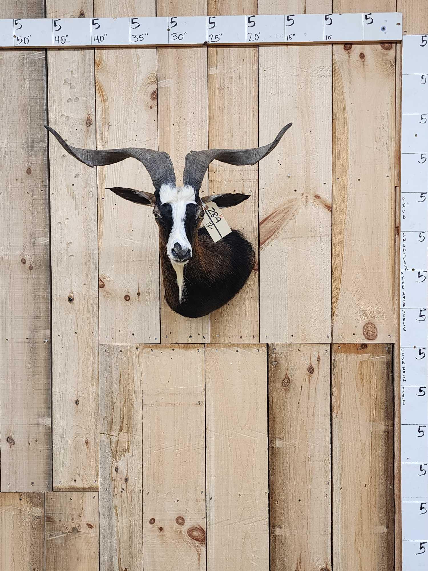 Spanish Goat Taxidermy My Black Spanish Goat From Kentucky Antler