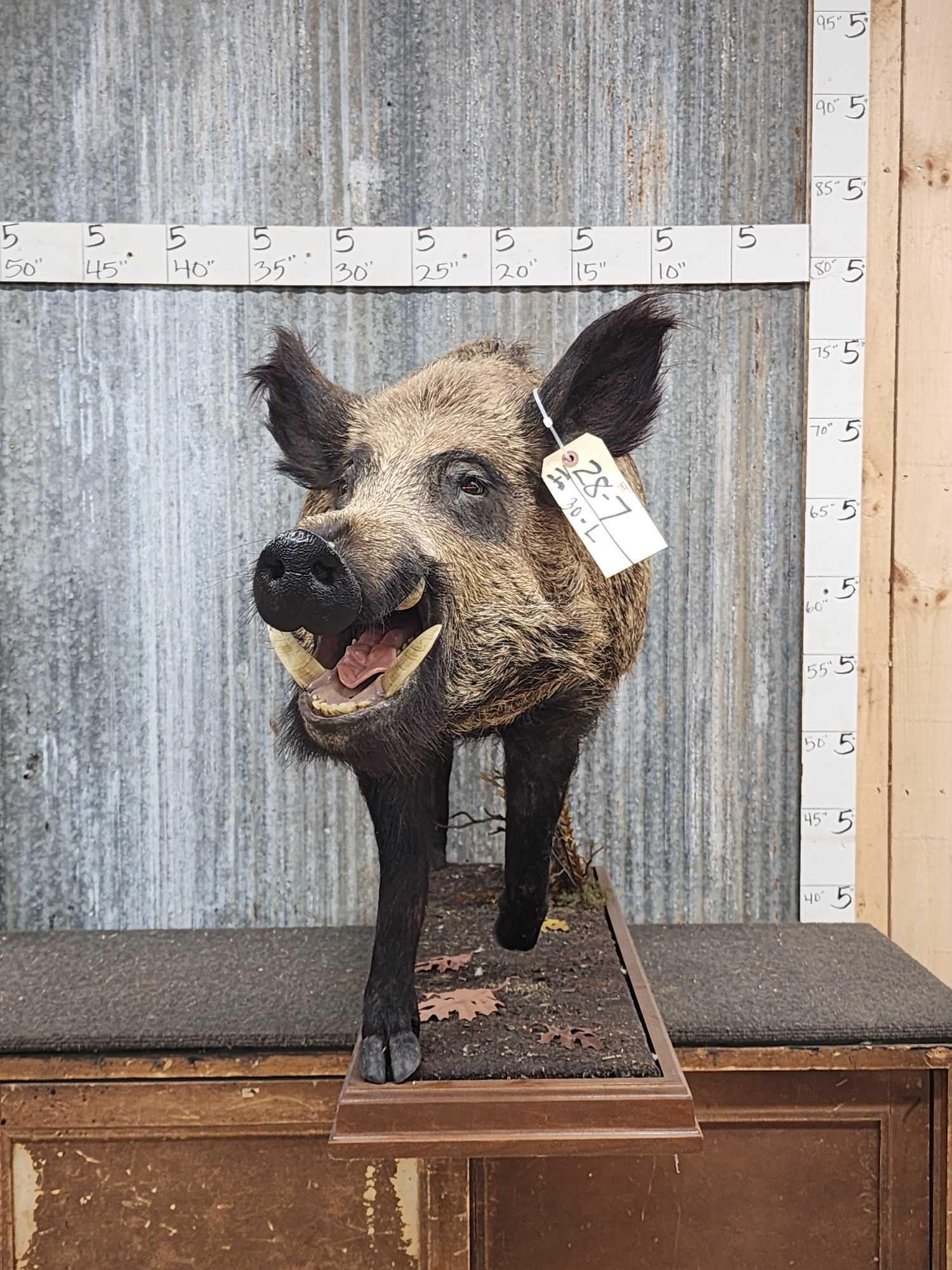 Full Body Mount Russian Boar