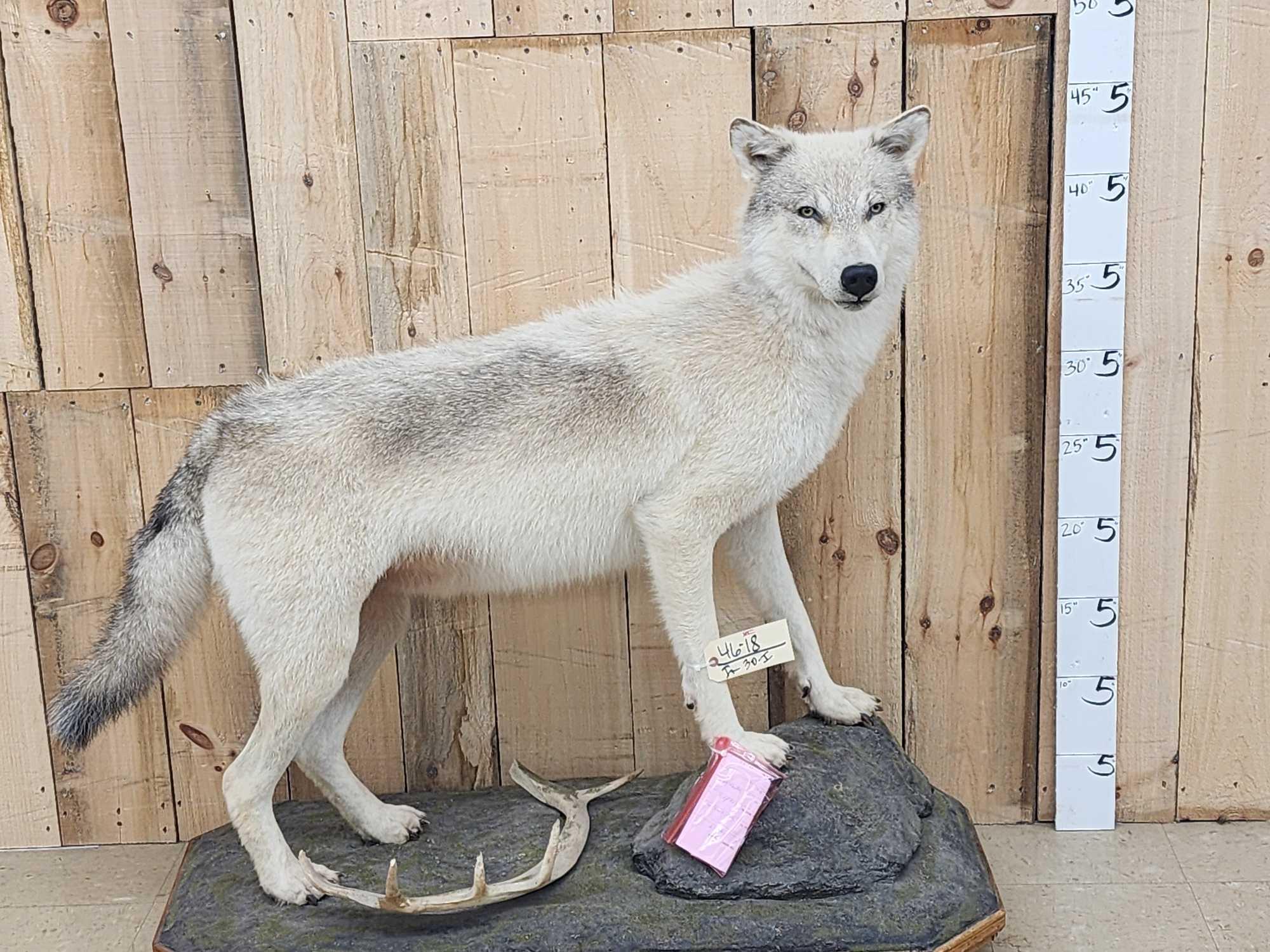 Arctic Wolf Full Body