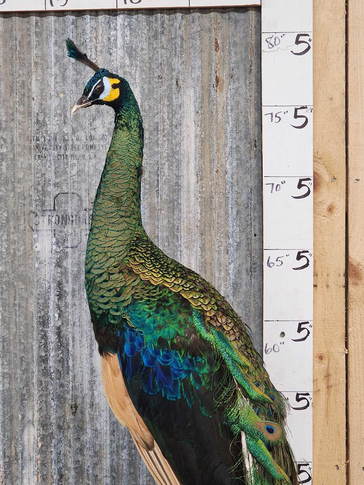 Peacock Full Body