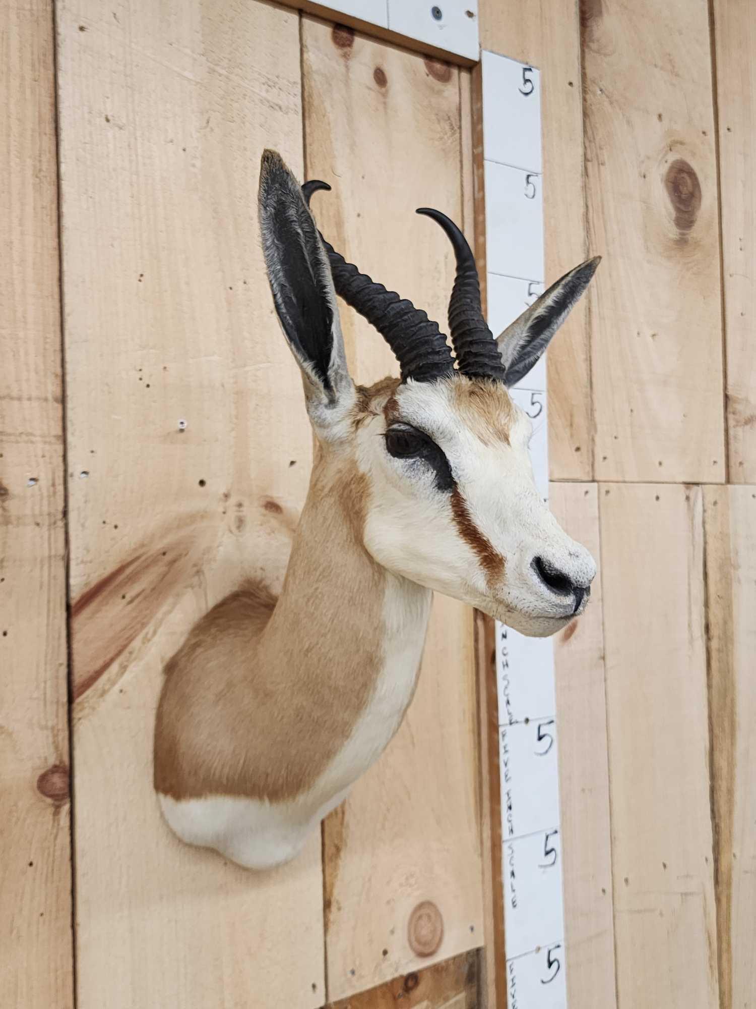 Springbok Mount