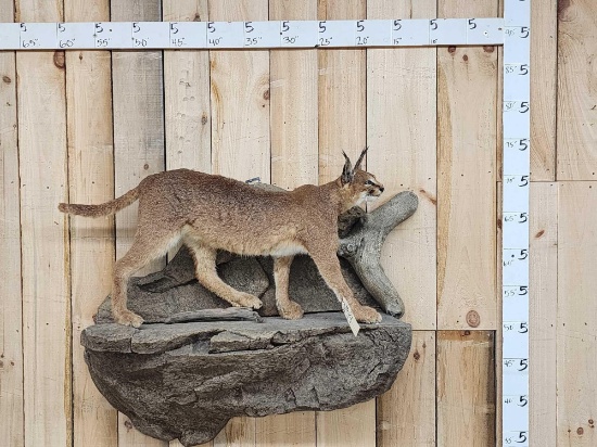 African Caracal Cat Fullbody Mount