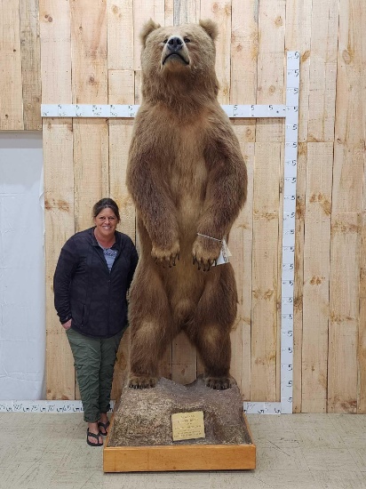 GIANT Alaskan Brown Bear Full Body Taxidermy Mount | Art, Antiques ...