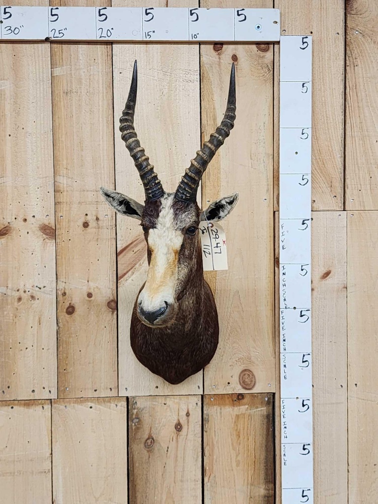 Blesbok Mount