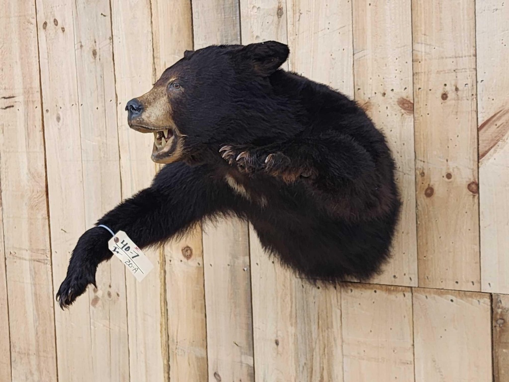 Black Bear Half Mounts