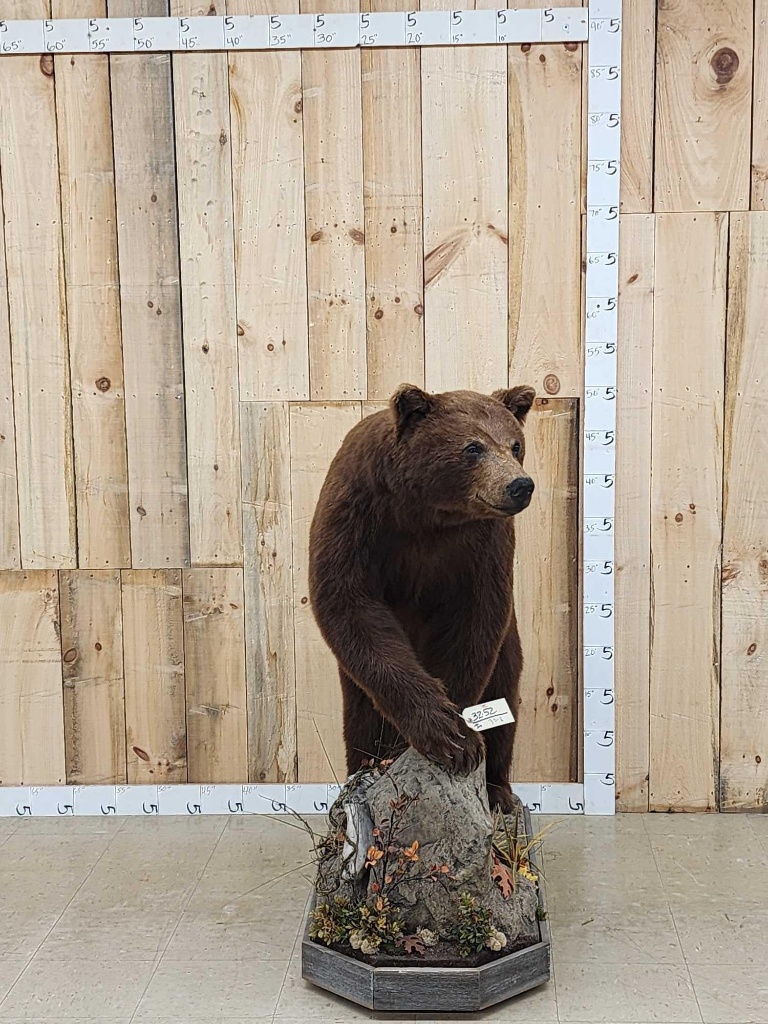 Cinnamon Black Bear Mount