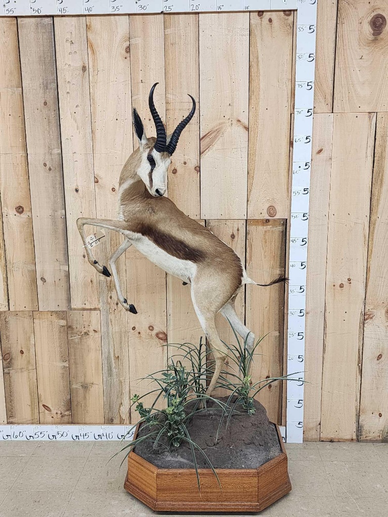 Cool Springbuck Mounts