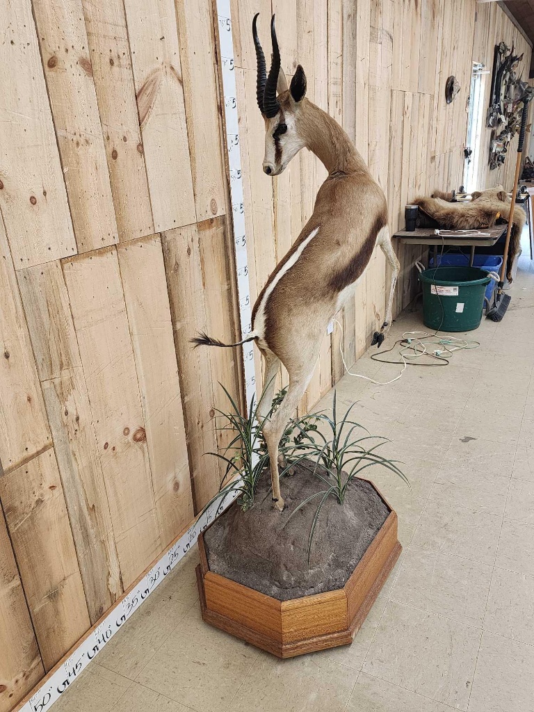 Cool Springbuck Mounts