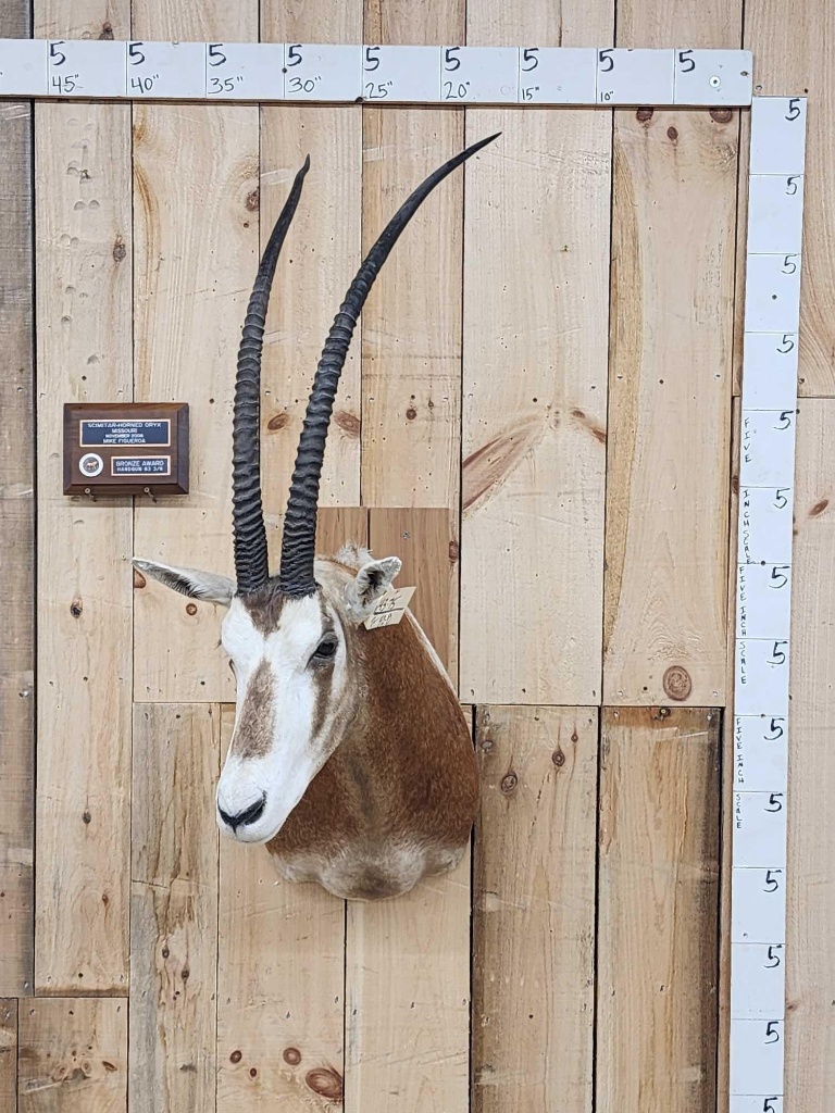 Scimitar Oryx Mounts