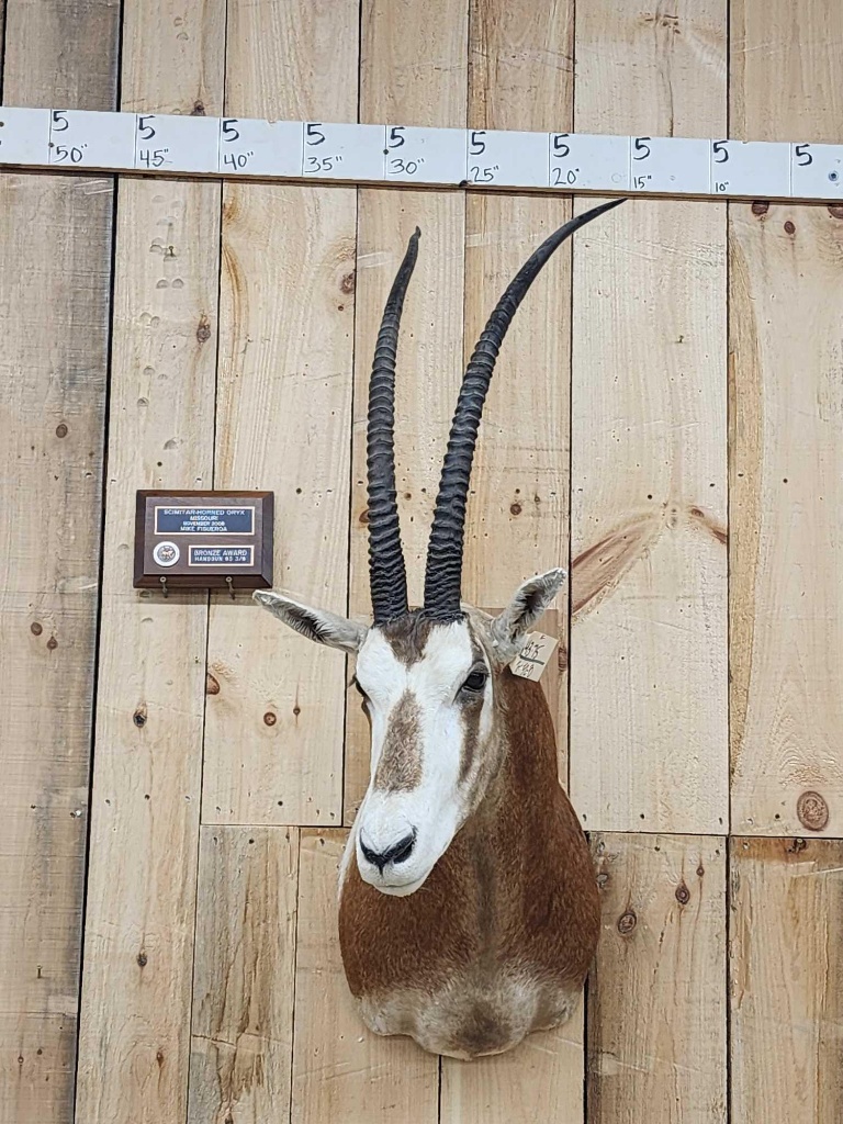 Scimitar Oryx Mounts