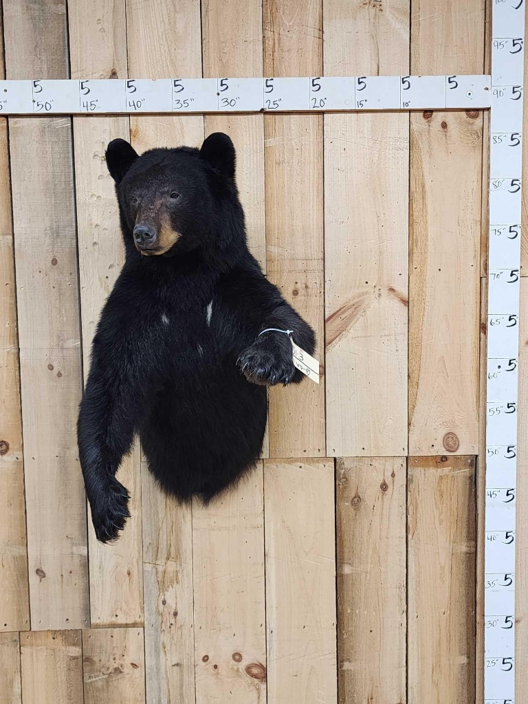 Black Bear Half Mounts