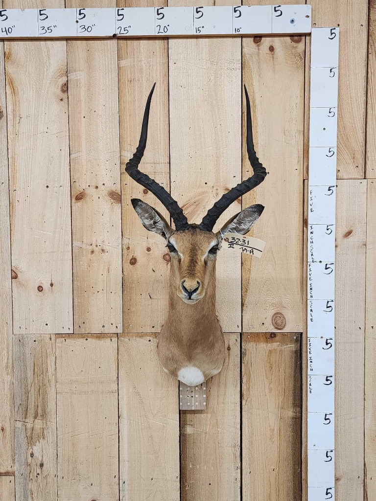 African Impala Head