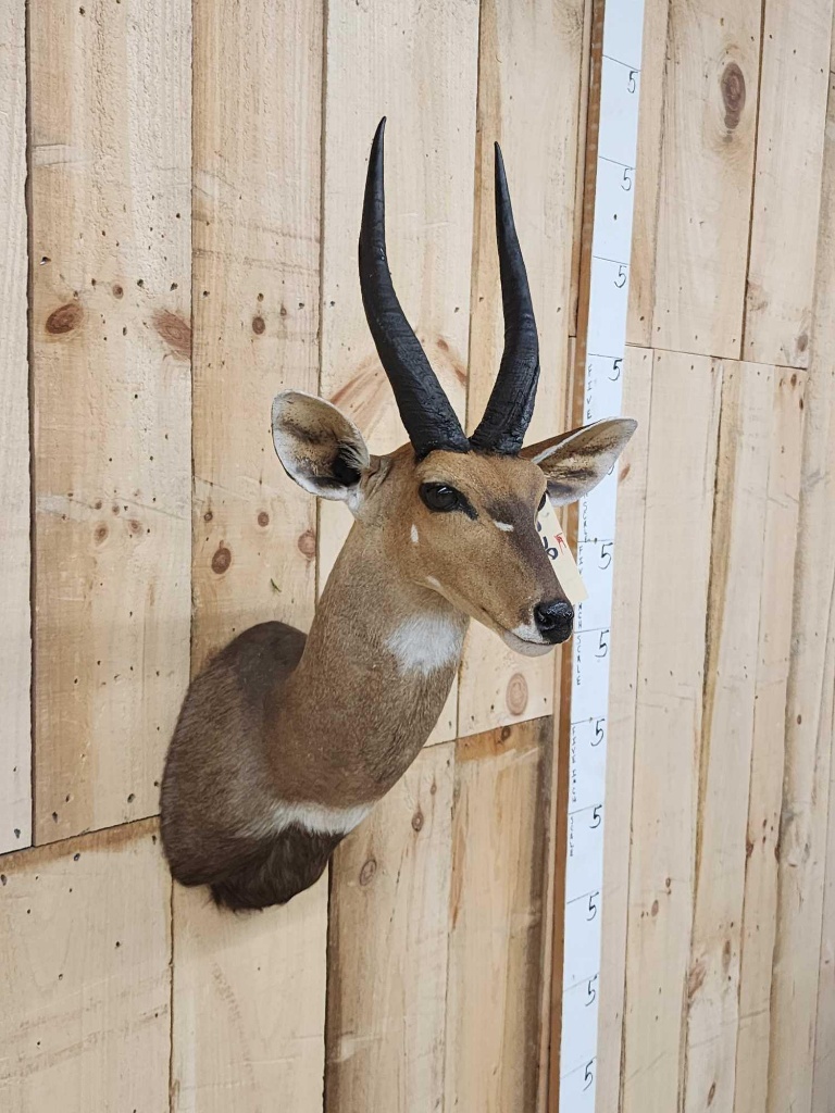 Bushbuck Mount
