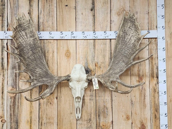 Reproduction Moose Skull Taxidermy | Art, Antiques & Collectibles ...