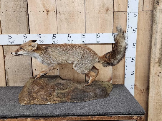 Vintage Fox Full Body Taxidermy Mount | Art, Antiques & Collectibles ...
