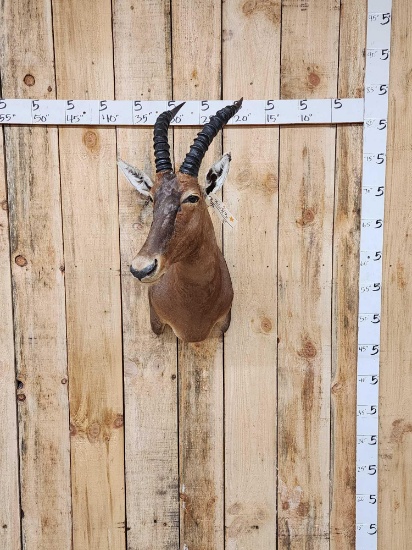 African Topi Antelope Shoulder Mount Taxidermy | Art, Antiques ...