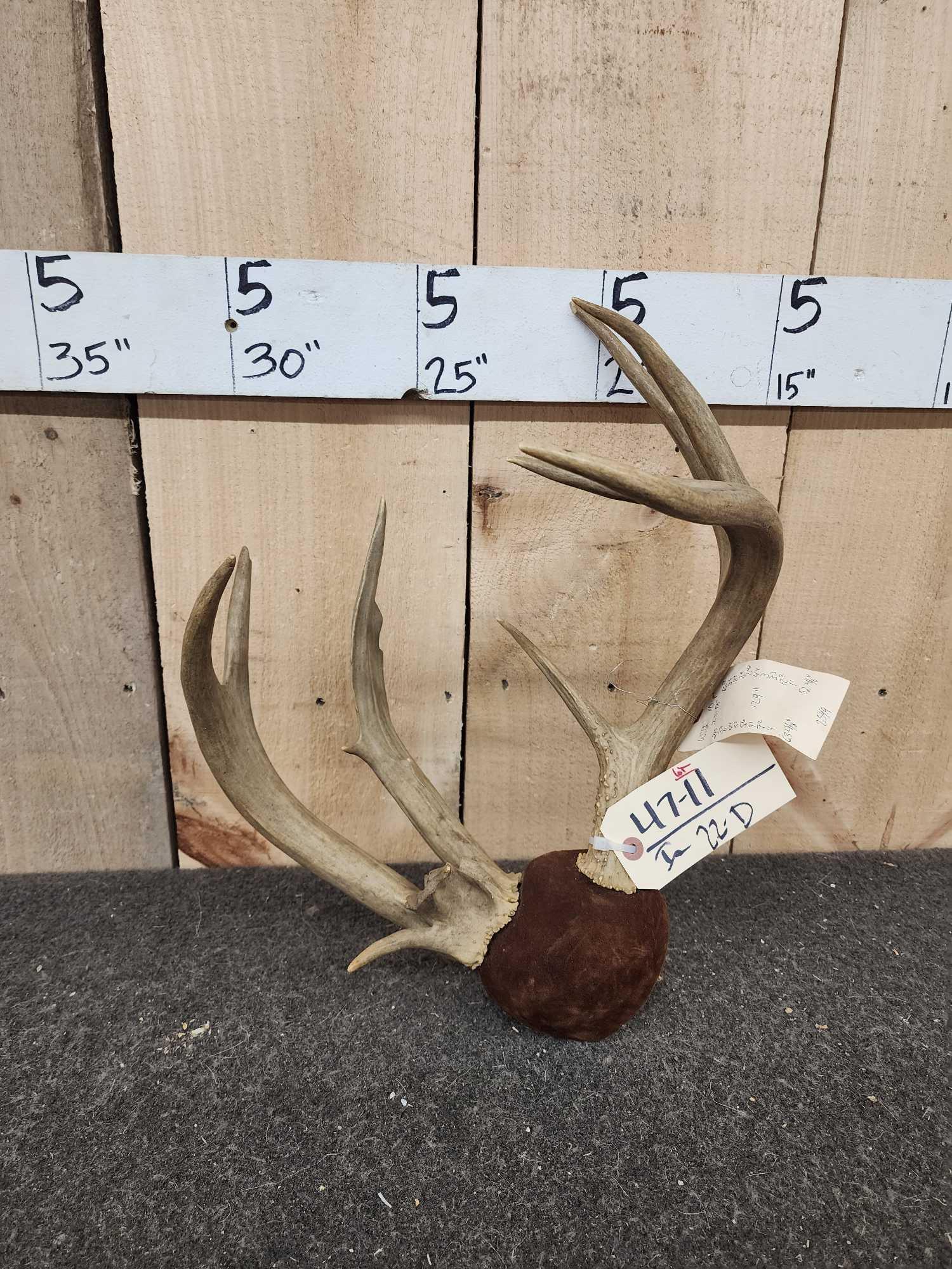 Wild Double Main Beam Whitetail Antlers | Proxibid