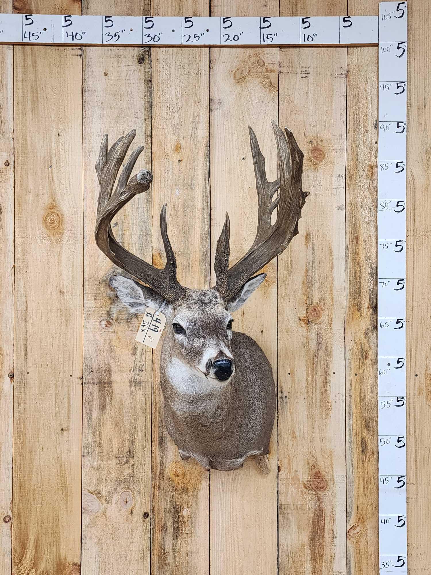 Big Main Frame 4x5 Whitetail Shoulder Mount | Proxibid