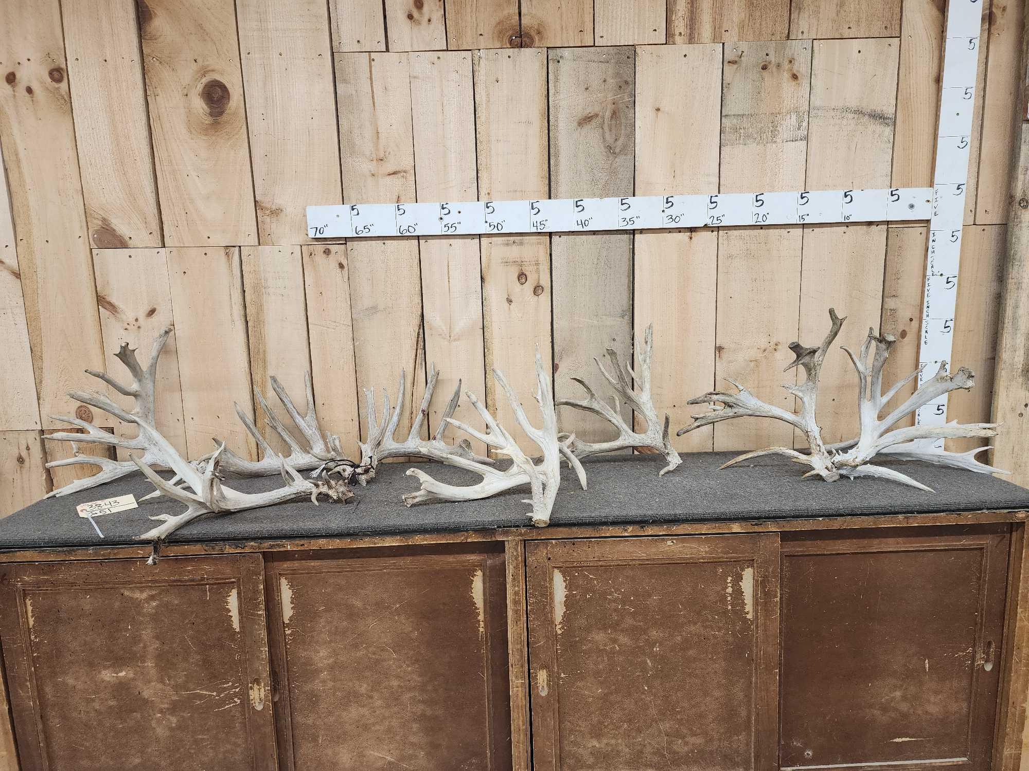 23.6 Lbs Of Whitetail Cut Off Antlers | Proxibid