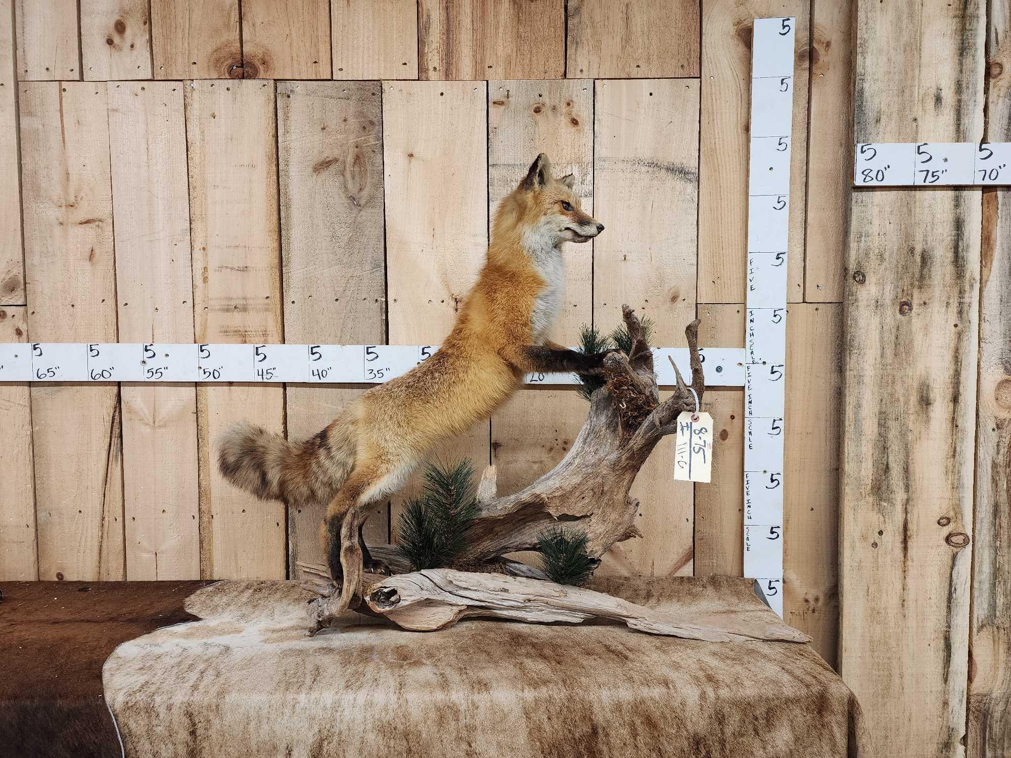 Red Fox Full Body Taxidermy Mount | Proxibid
