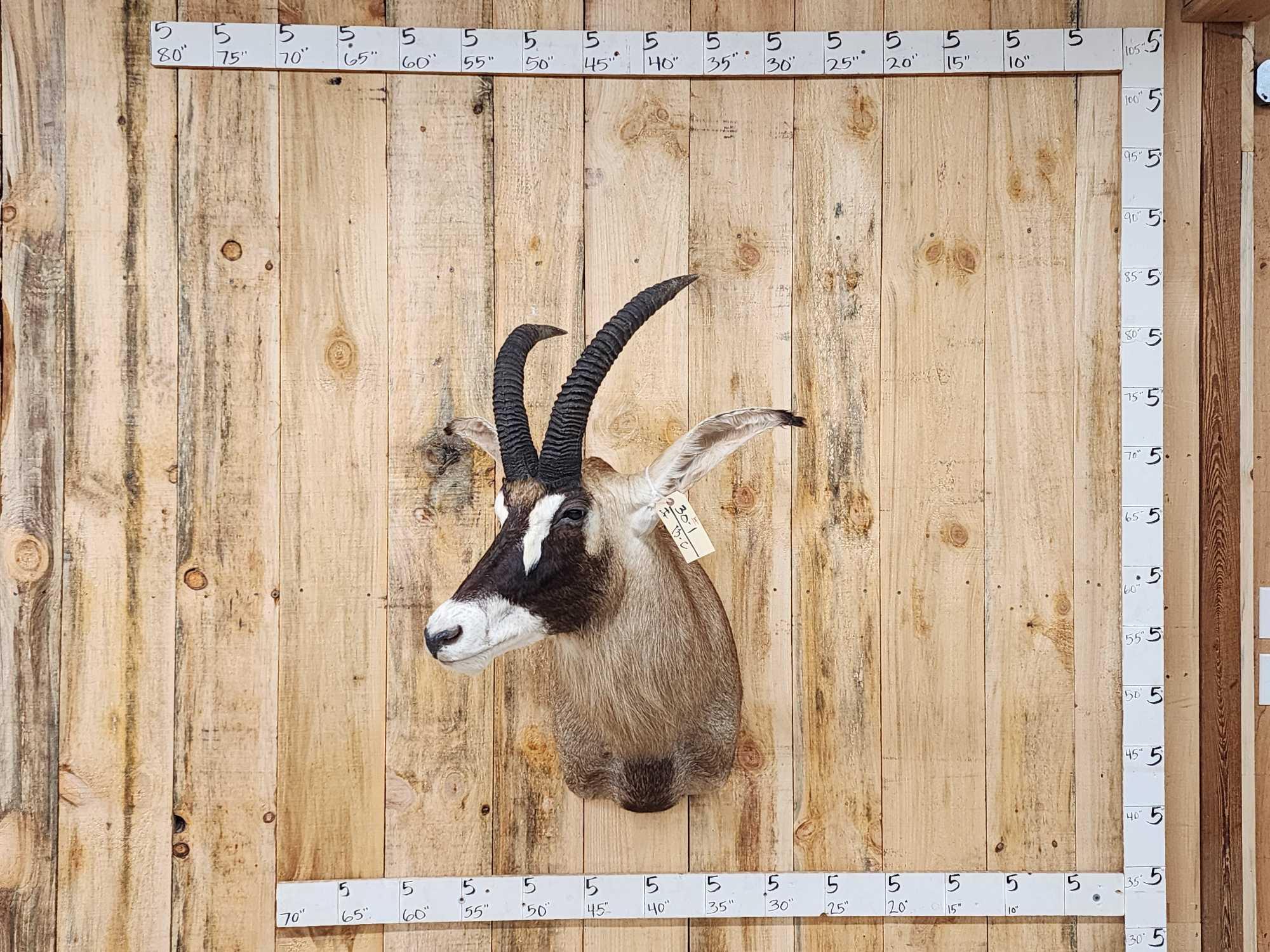 African Roan Antelope Shoulder Mount Taxidermy | Proxibid