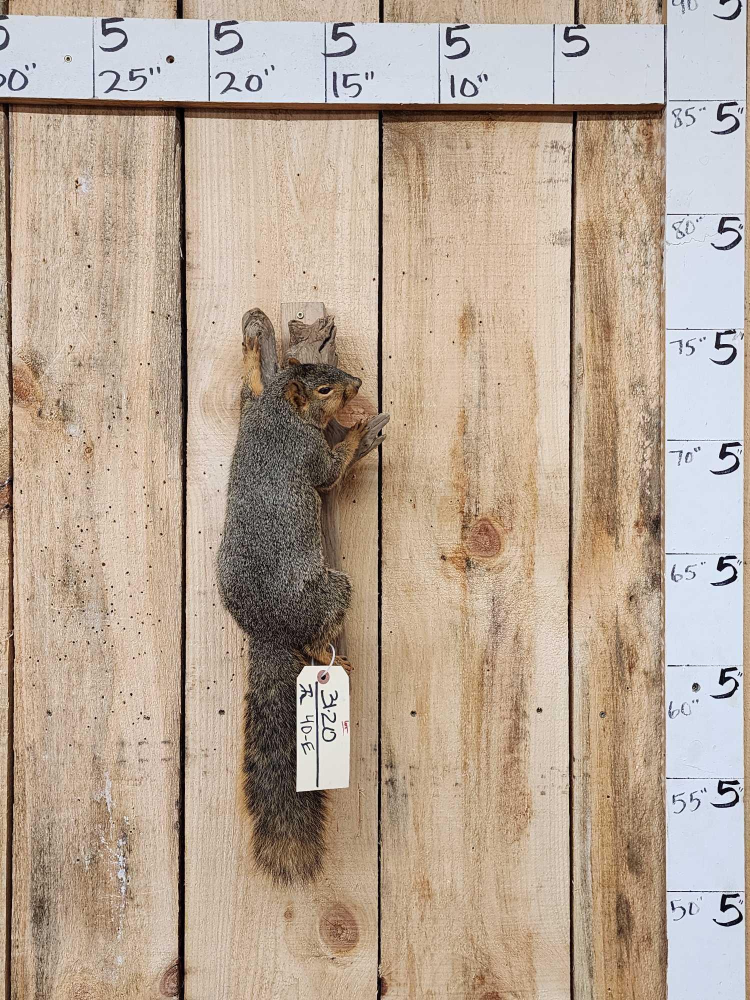 Red Squirrel Full Body Taxidermy Mount | Proxibid