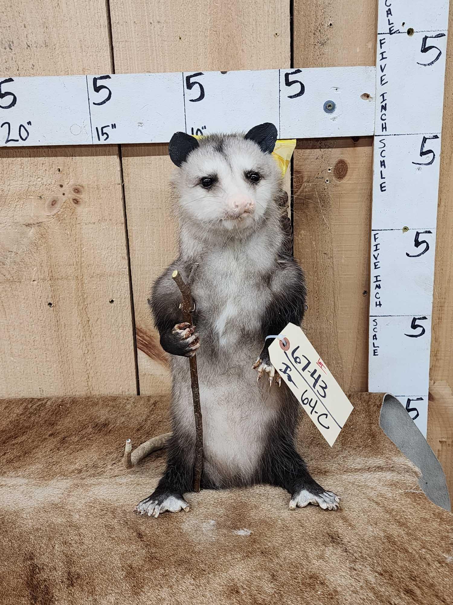 Opossum Going On A Hike Full Body Taxidermy Mount | Proxibid