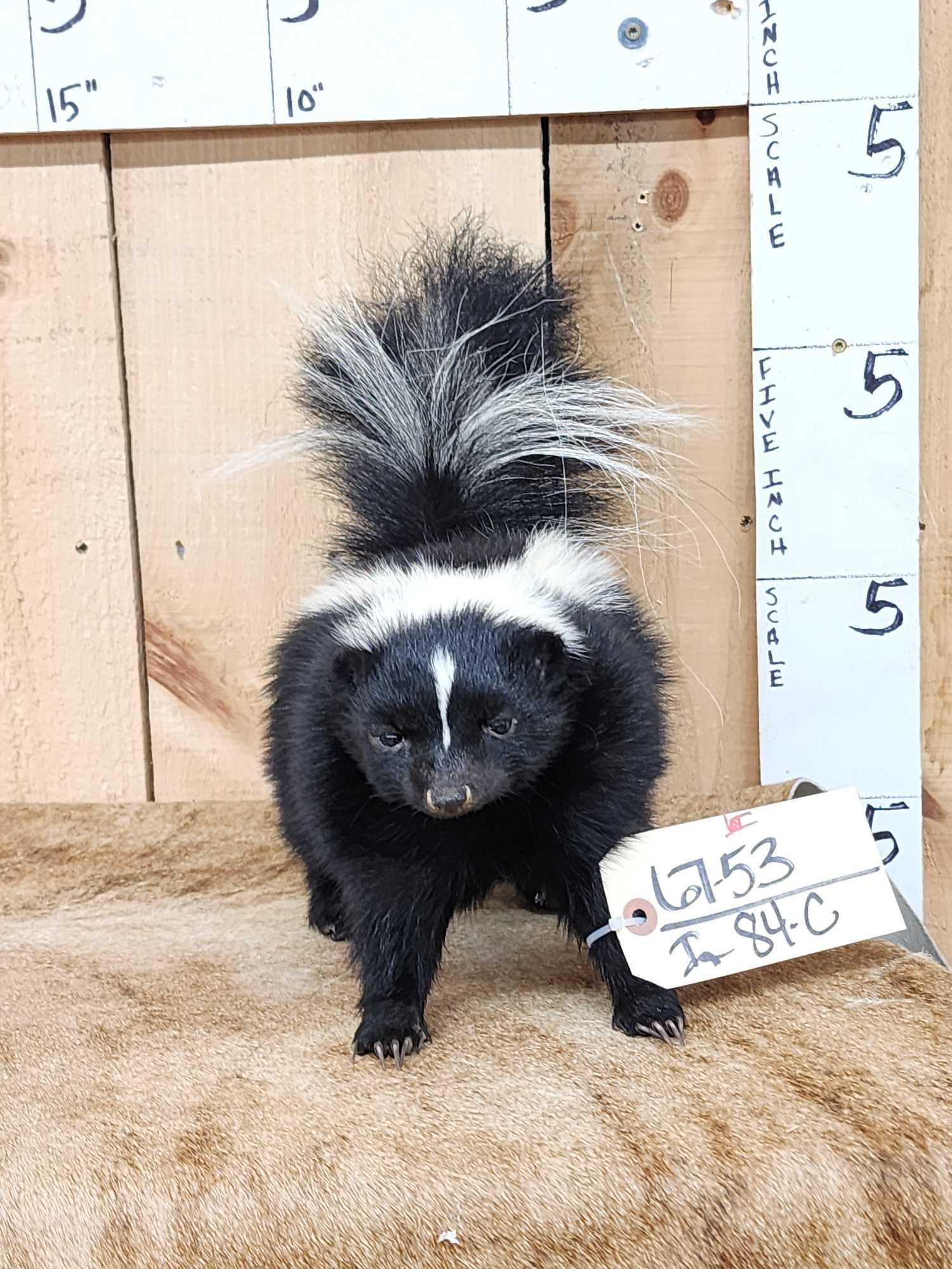 Skunk Full Body Taxidermy Mount | Proxibid